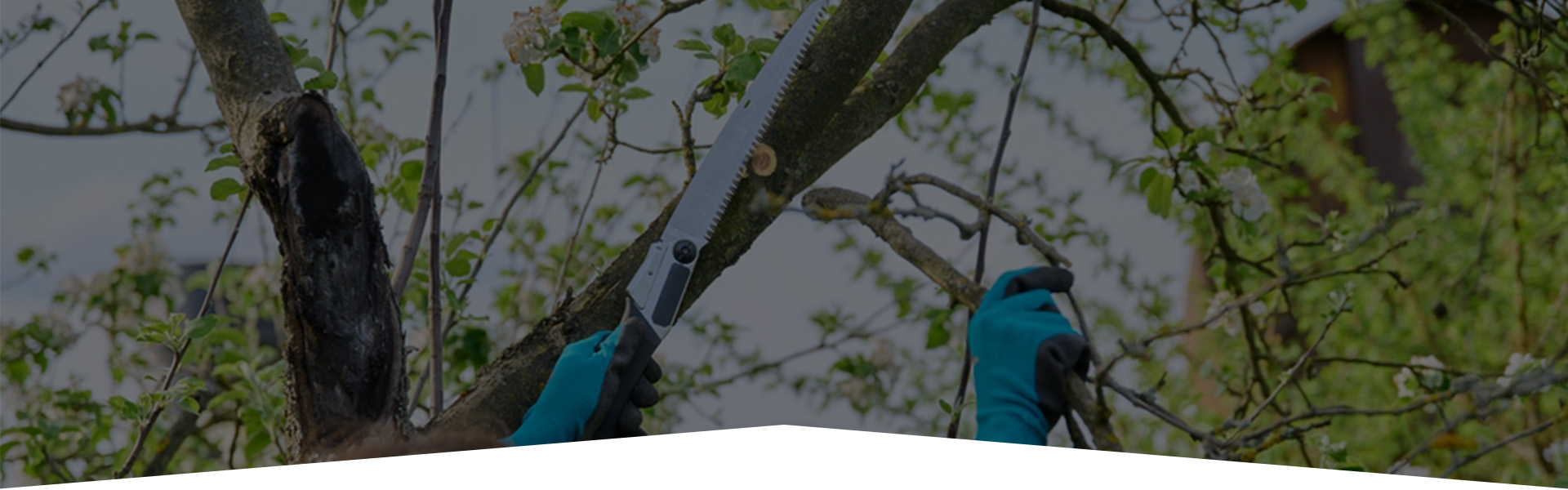 Tree Trimming & Tree Pruning Resources | Croft Tree Experts