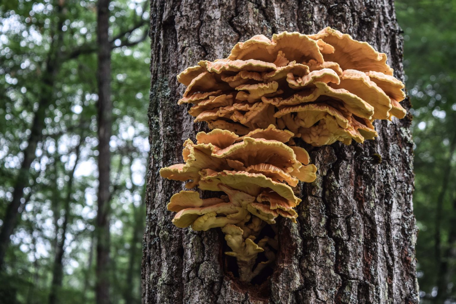 Tree Mushroom Identification Guide for Ontario | Croft Tree Experts